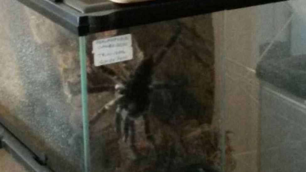 Spiders rescued from Basingstoke house fire - BBC News