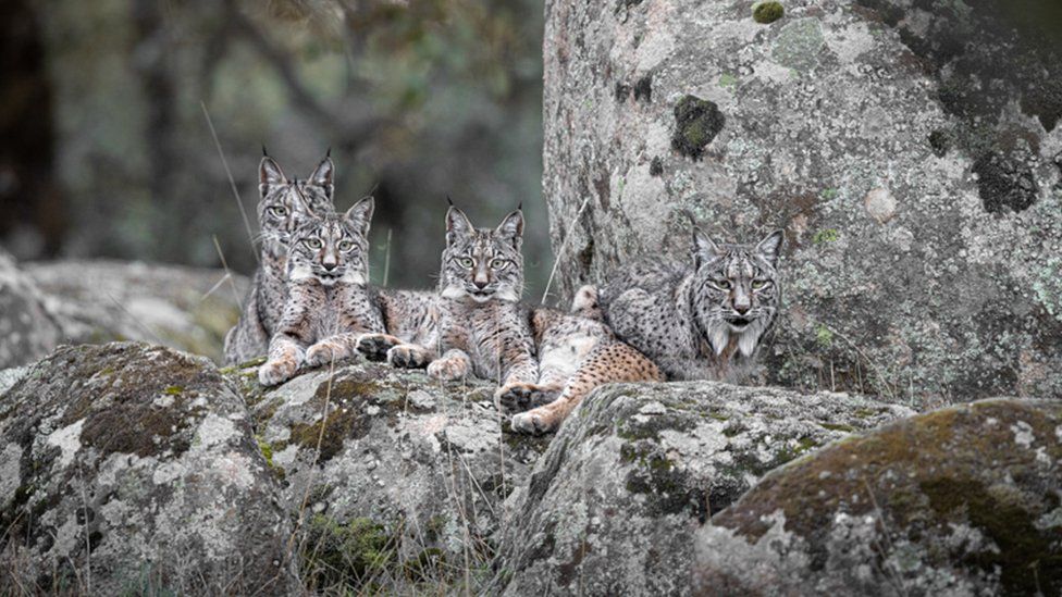 Award-winning pictures of polar bears, owls, otters and snow leopards ...