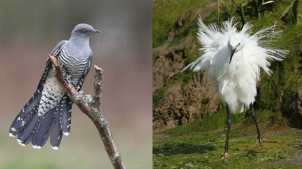 Scandinavian cold contributes to a waxwing winter - BBC Weather