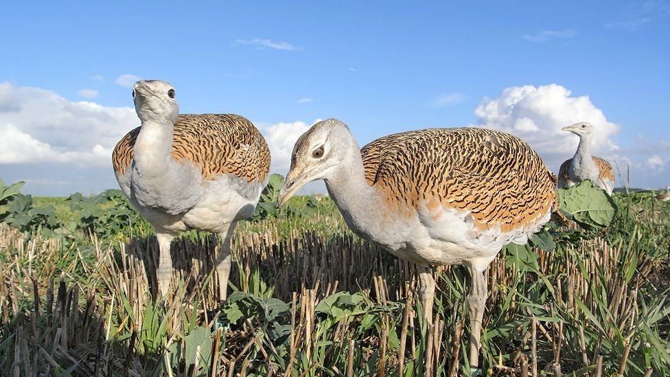 Bustard eggs rescued from harvester on Salisbury Plain - BBC News