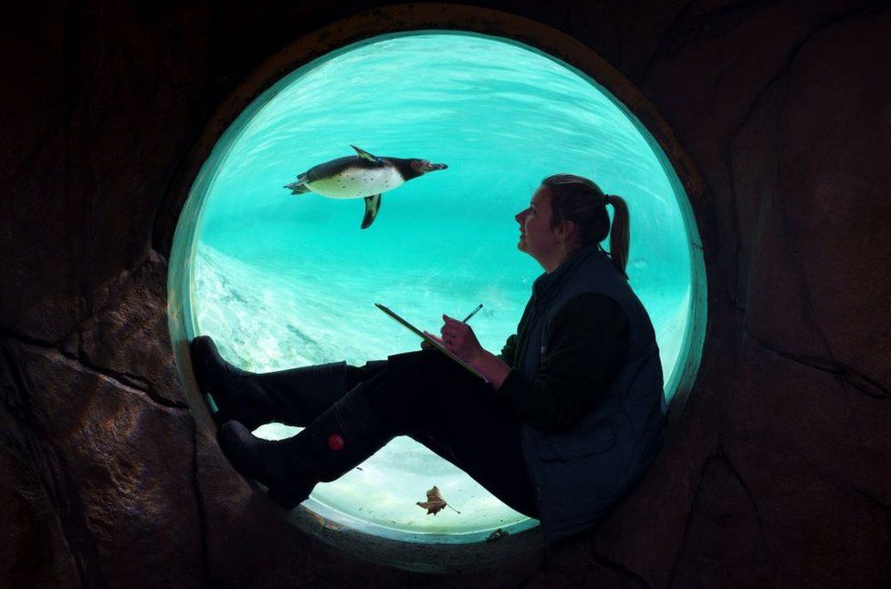 London Zoo tots up tigers, tallies tortoises and polls penguins - BBC News