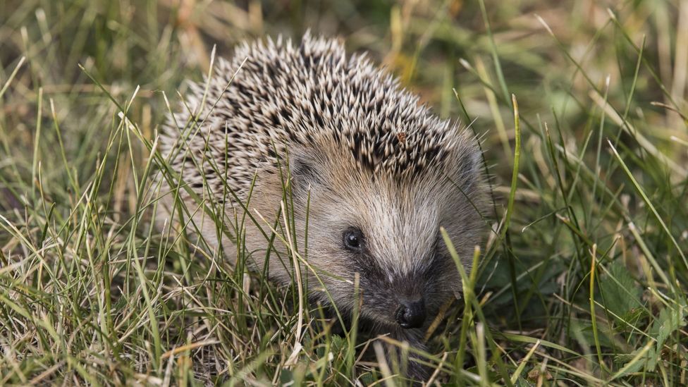 Hartpury University hosting international hedgehog conference - BBC News
