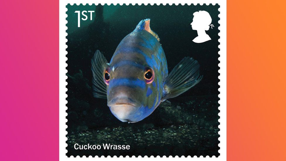 Royal Mail: New stamp collection to highlight marine life - BBC Newsround