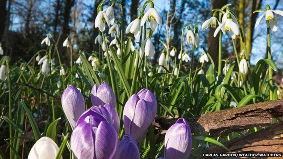 Sweet snowdrops - BBC Weather