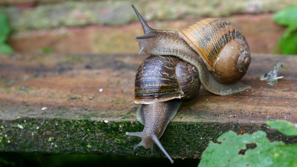 Jeremy the 'lefty' snail dies days after mate has young - BBC News