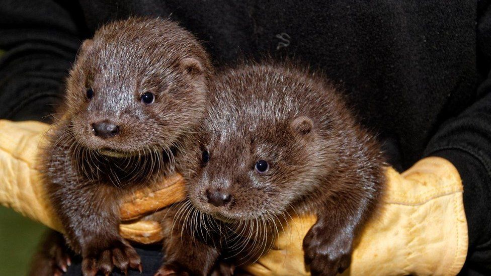Isle of Man experts 'perplexed' by dead otter find - BBC News