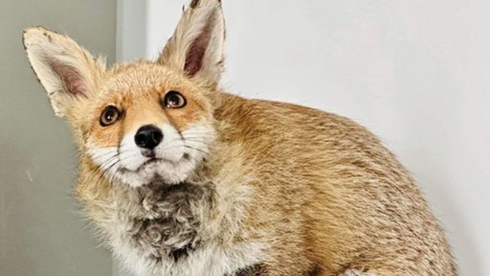 Gosport fox found with plastic around neck is released - BBC News