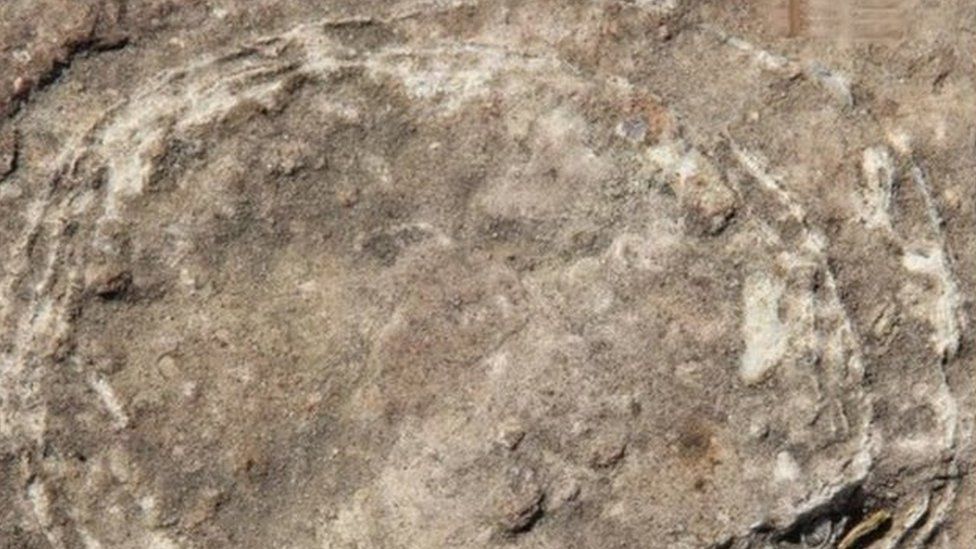 Dinosaur eggs of the world's largest dinosaur discovered - BBC Newsround