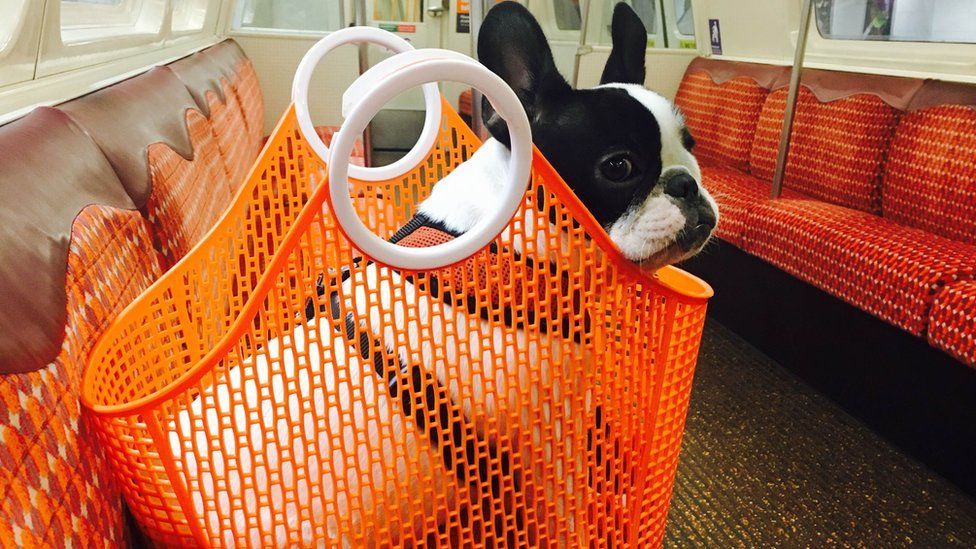 Subway petitioned to ease restrictions on dog travel - BBC News