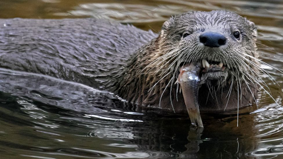 Little Bowden: Appeal after otter caught in snare dies - BBC News
