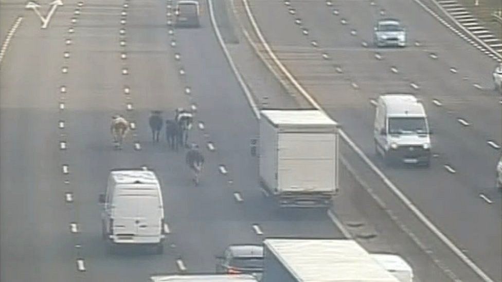 M1 closed after sheep roam on to motorway near Wakefield - BBC News