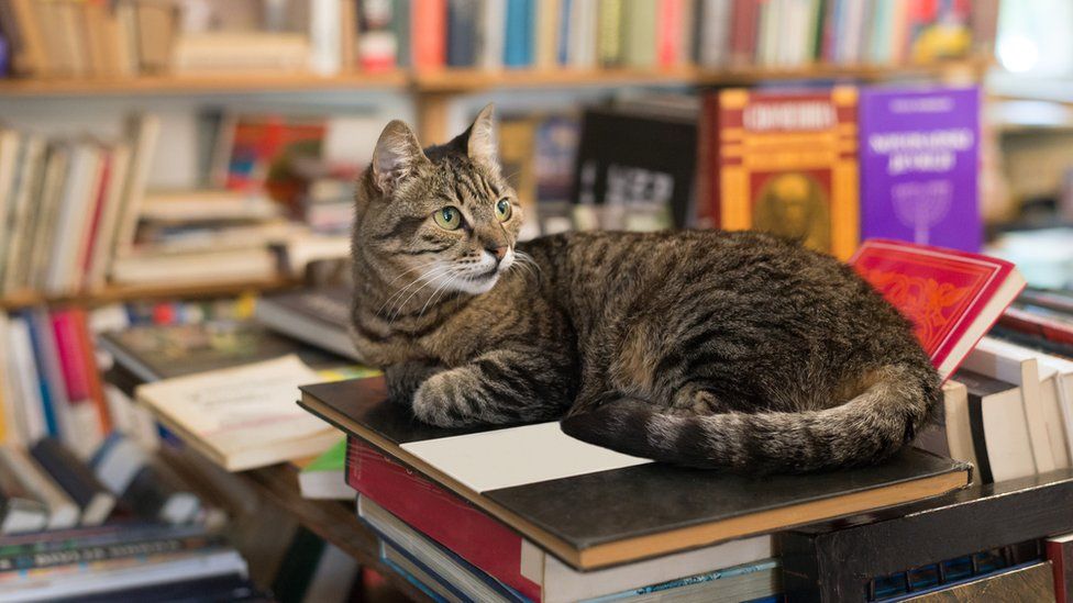 US libraries accept pictures of cats for book fees - BBC Newsround