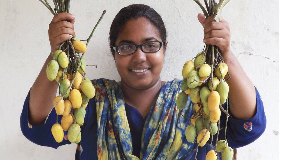 Bangor Uni: Wild mango could tackle chocolate crisis - BBC News