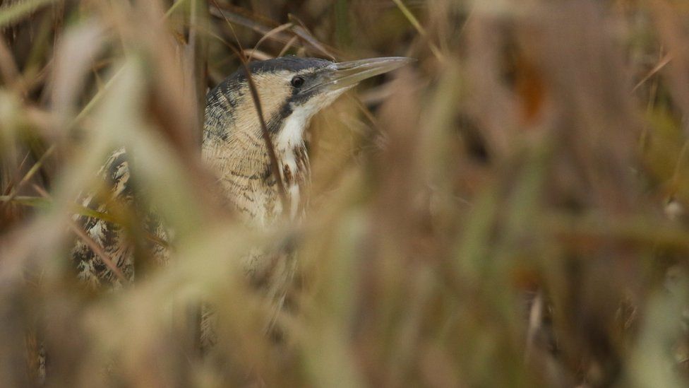 Bitterns boom as Britain's loudest bird makes comeback! - BBC Newsround