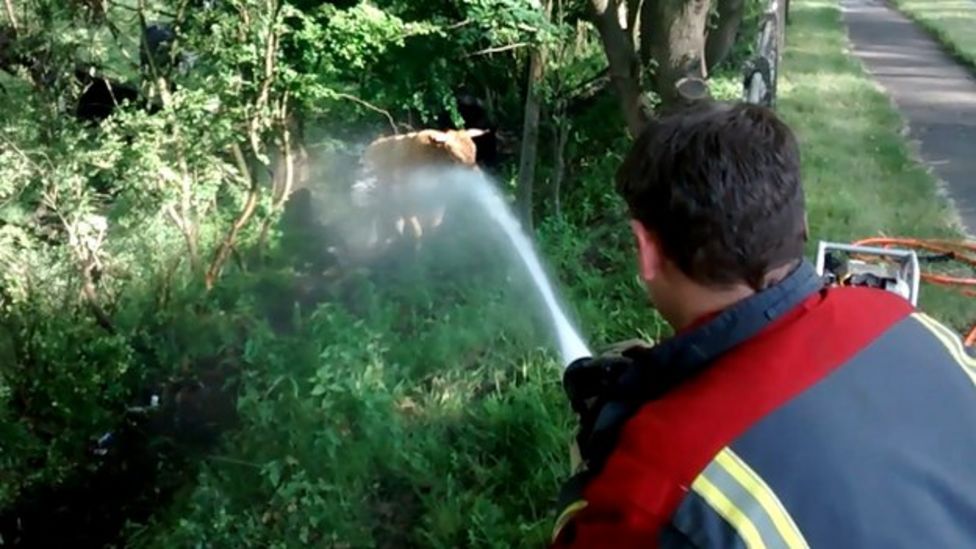 Cow gets head stuck in chair in Northamptonshire - BBC News