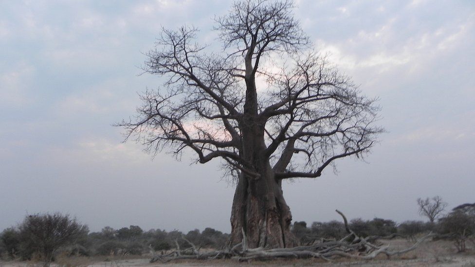 Your pictures: Botswana - BBC News