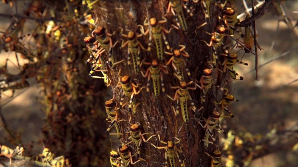 East Africa fears second wave - of locust swarms - BBC News