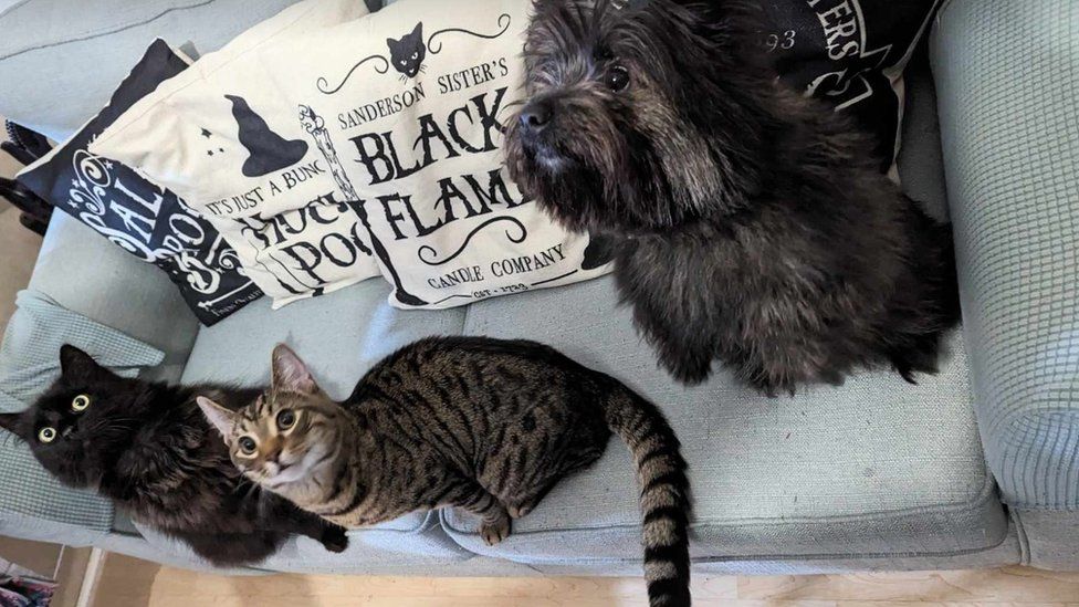 Missing Cambridgeshire cat found 60 miles away in London - BBC Newsround