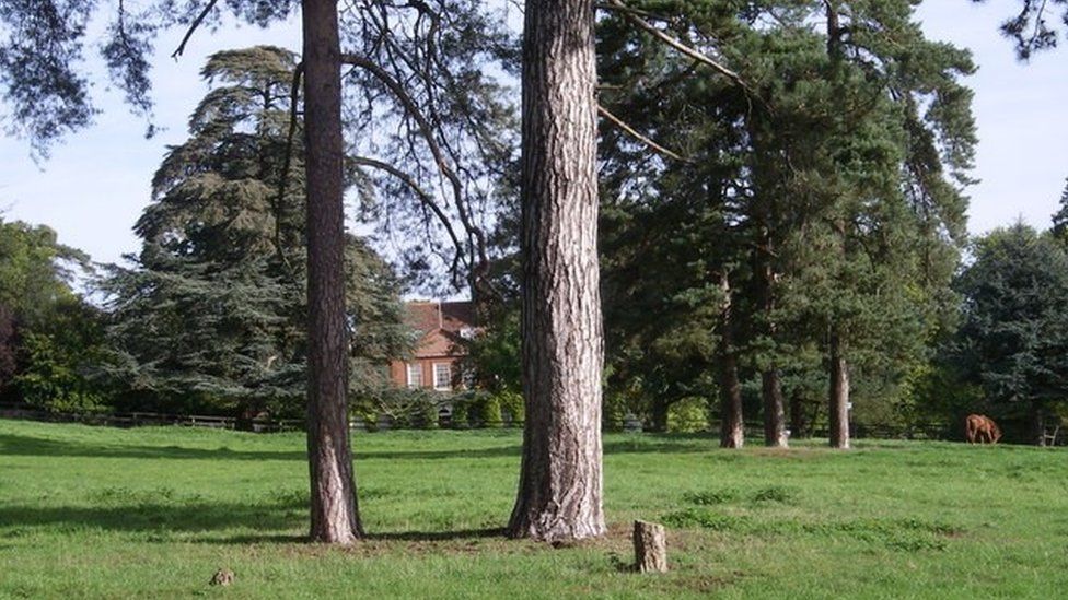 Gold ring find reveals 17th Century Great Maplestead family's story ...