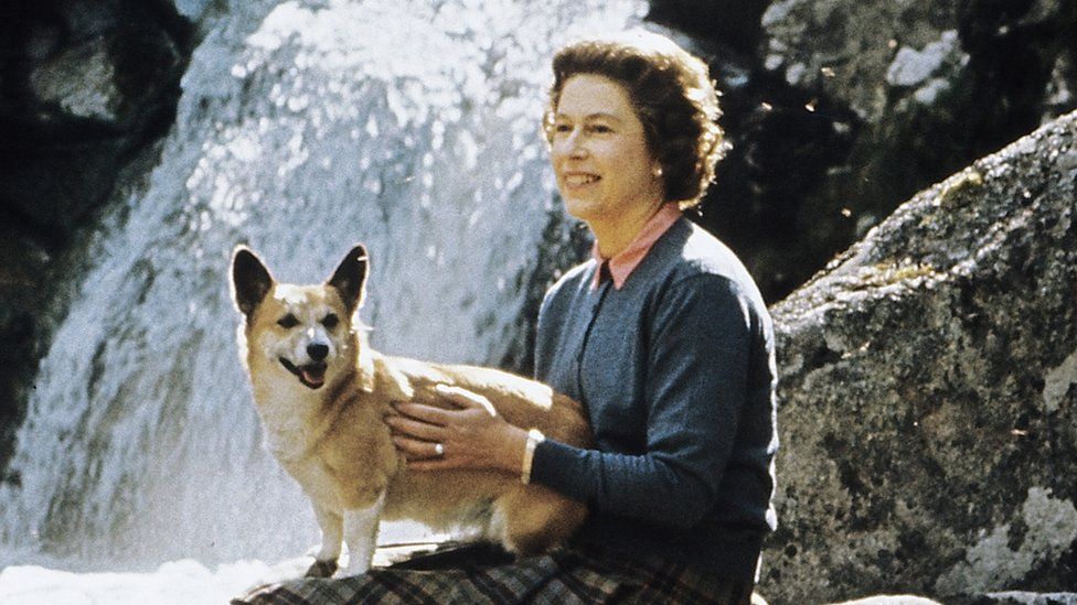 The Queen and her corgis shown in photo exhibition - BBC News