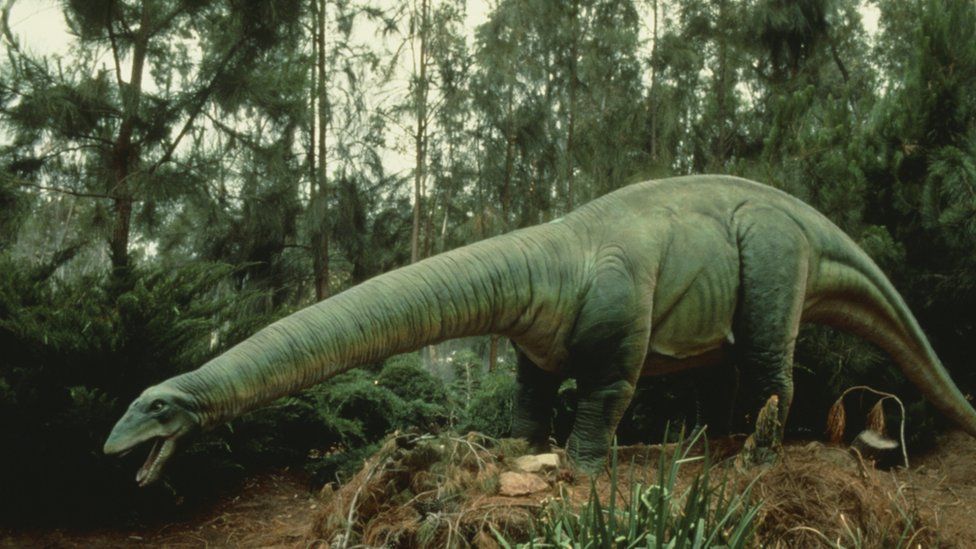 Rare dinosaur footprints found in Scotland - BBC Newsround