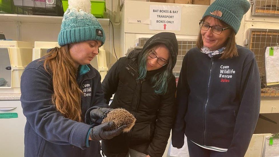 'My work as a hedgehog rescuer was meant to be' - BBC News