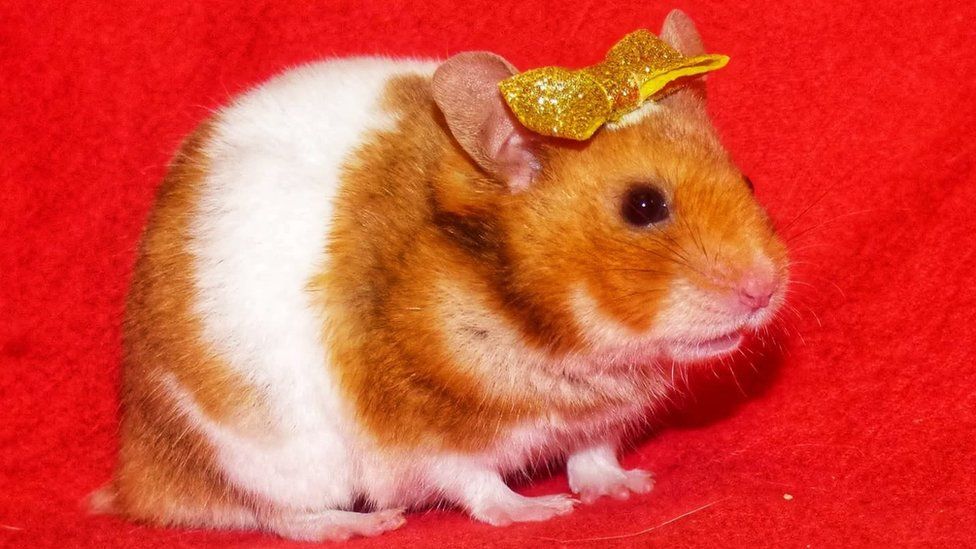 Blue Peter award given to Weston-super-Mare hamster - BBC News