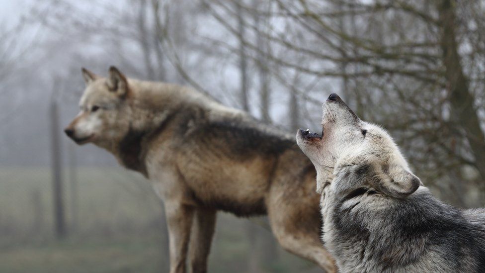 Little Red Riding Hood tale hampers wolf debate, says academic - BBC News