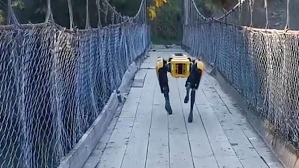 Robotic dolphins, bionic birds and a sloth bot - BBC Newsround