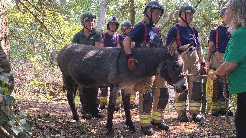 Donkey rescued after getting stuck in mud in Great Hallingbury - BBC News