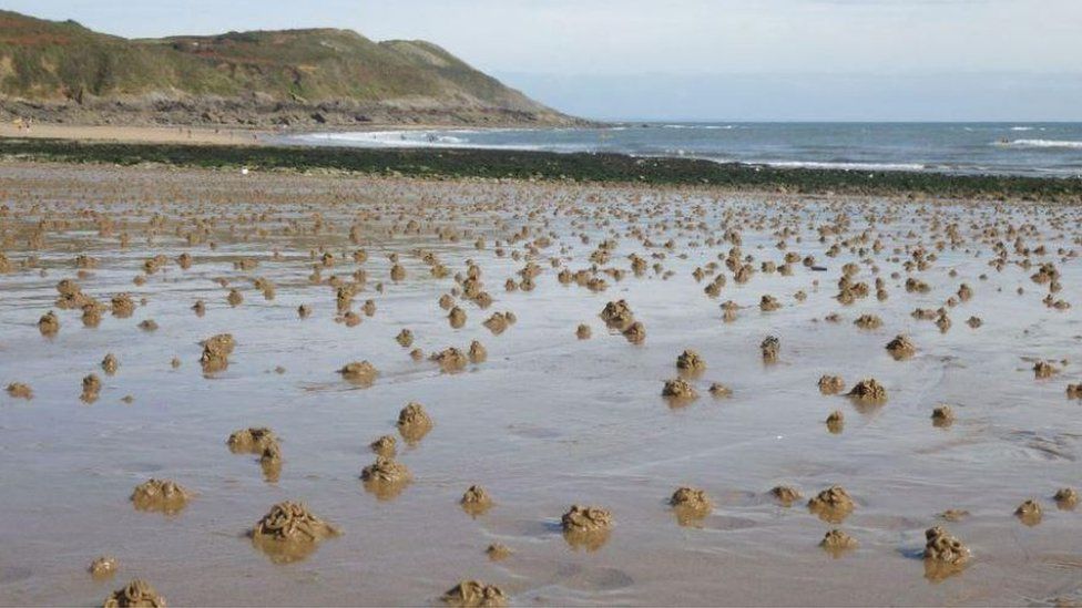 Lugworm 'love life' spies sought - BBC News
