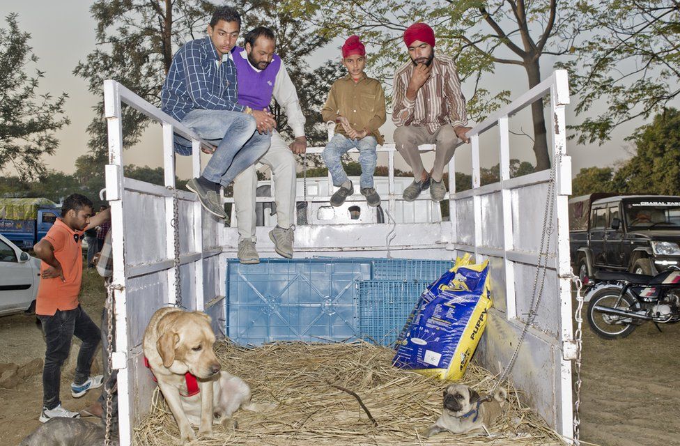 Indians who love to parade their canines - BBC News