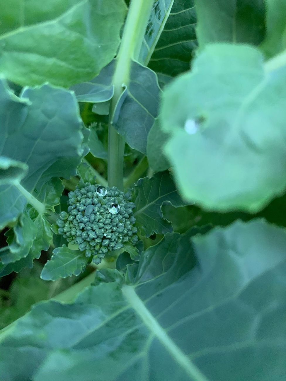 Coronavirus: Your pictures on the theme of 'homegrown' - BBC News