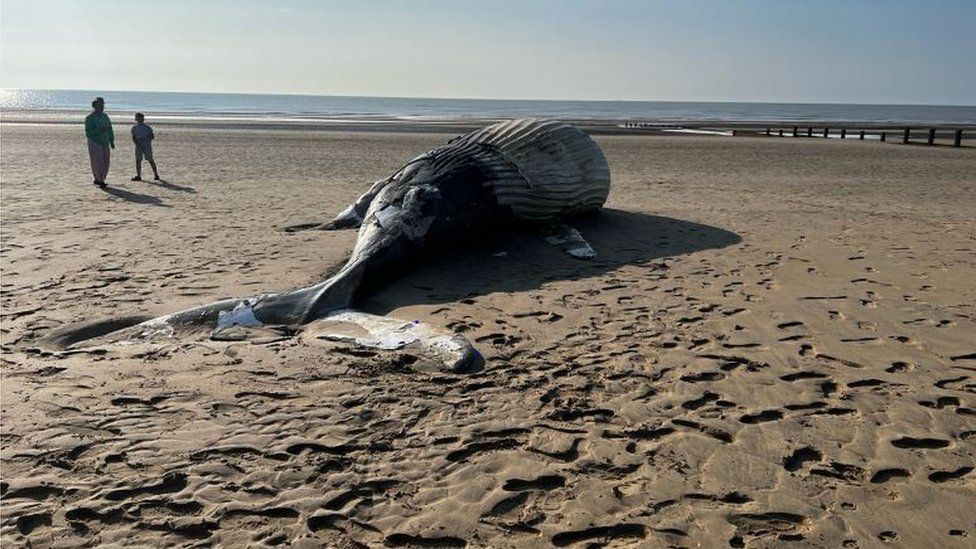 Littlestone: Warning to stay away from dead whale on beach - BBC News