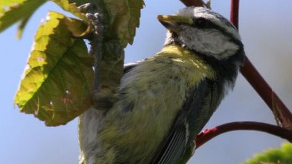 Pa un yw'r Ji-binc? - BBC Cymru Fyw