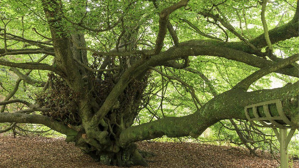 England's Tree of the Year finalists unveiled - BBC News