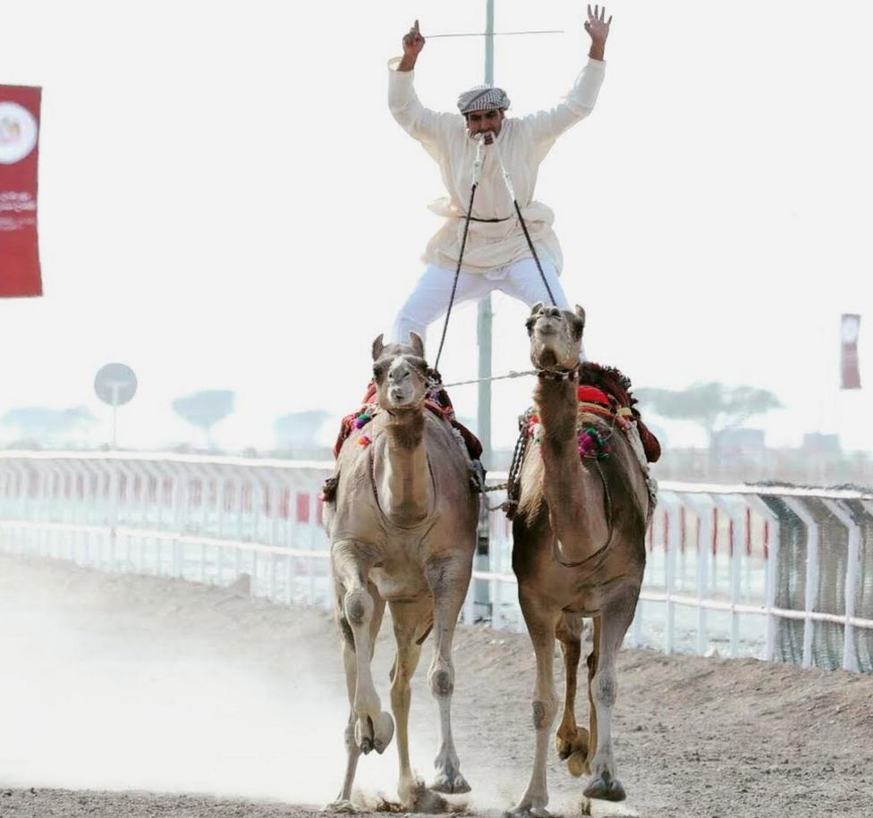 Identity 2016: Camel racing, a market worth millions - BBC News