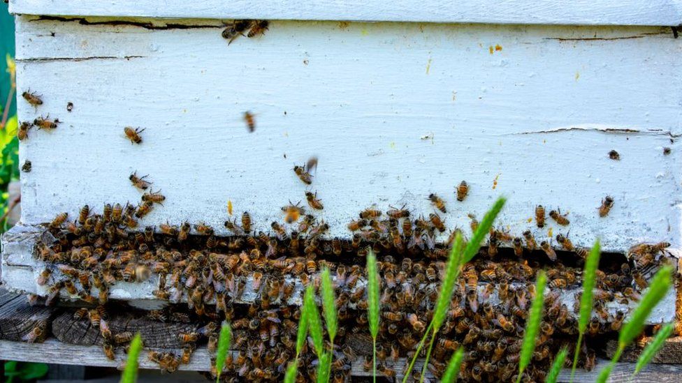 Beehive damaged in Nairn vandal attack - BBC News
