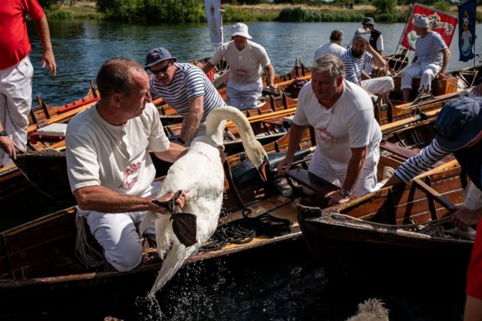 Royal traditions: Swan Upping and counting swans for King Charles - BBC ...
