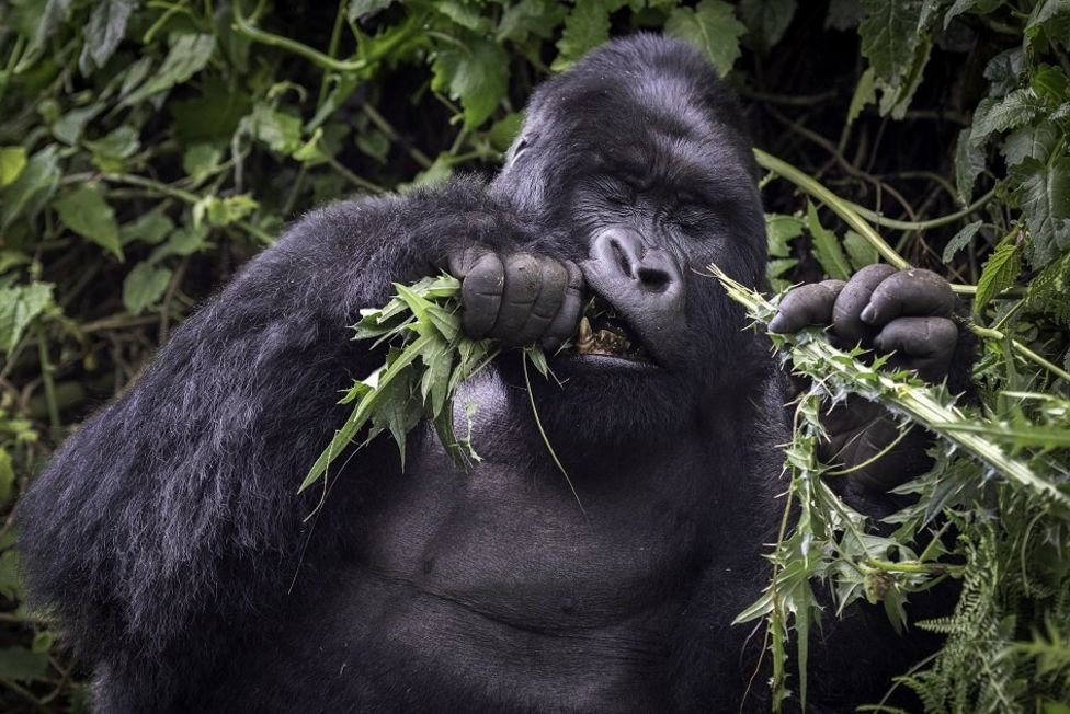 Global photography project highlights endangered wildlife - BBC Newsround