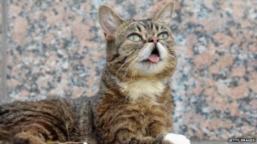 Why cat clips rule the internet - BBC Newsround