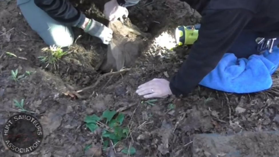 Cotswold Hunt fined £5k after fox allegedly buried alive - BBC News