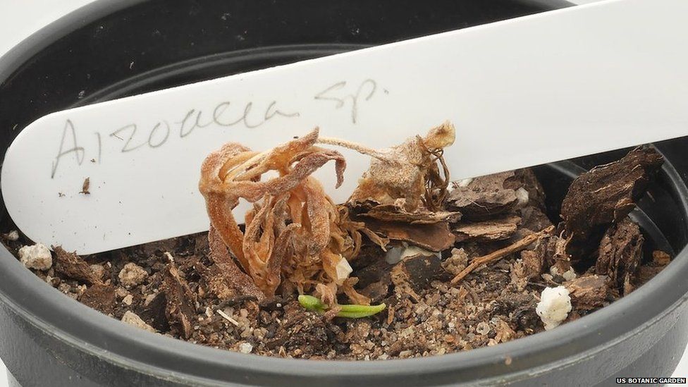 US battles to find - and save - illegally trafficked plants - BBC News