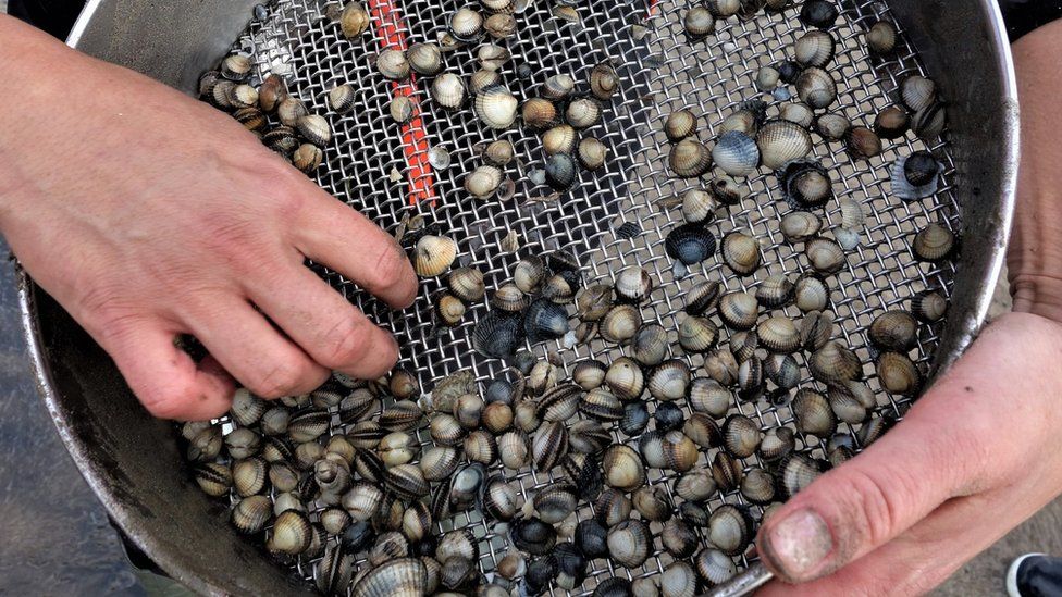Less sewage could mean smaller cockles, Swansea Uni study finds - BBC News