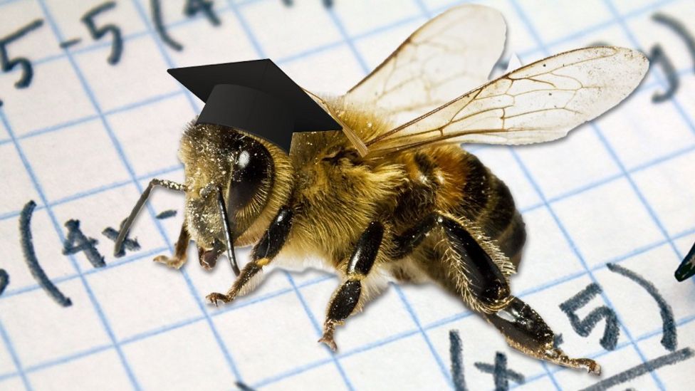 Bees: Check out these tiny backpack-wearing bees - BBC Newsround