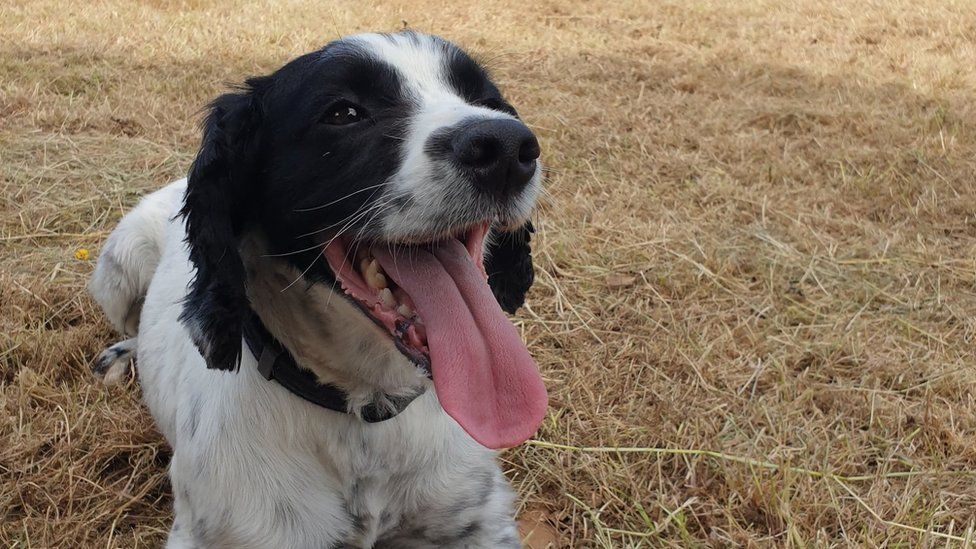 Police dogs detect suspected Class A drugs stash - BBC News