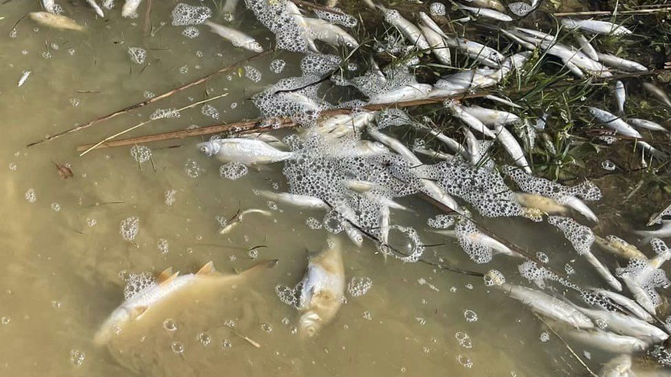 Weymouth: Thousands of fish reportedly poisoned in lake - BBC News