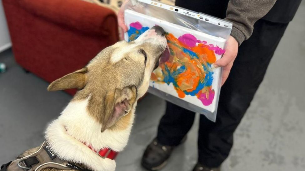 Shropshire rescue fundraising to bring disabled puppies to UK - BBC News
