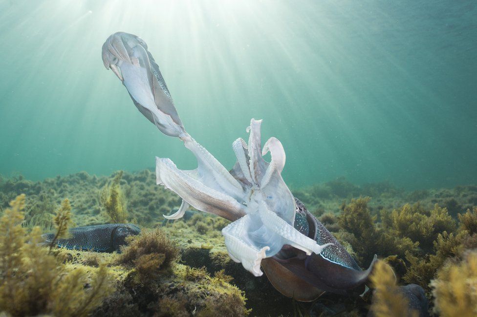 The first round of National Geographic competition - BBC News