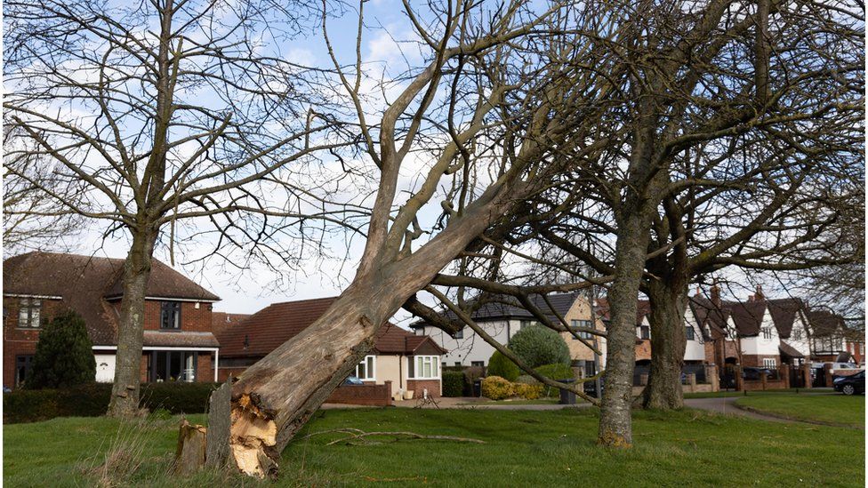 Storm Dudley: Trees down and rail disruption in the East of England ...